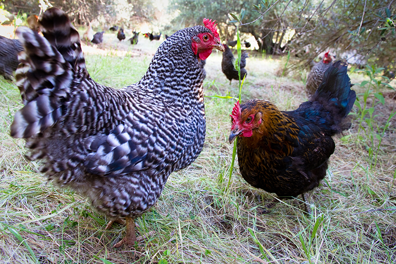Animal Welfare Not A Priority Under The USDA Organic Program Animal animal-welfare-not-a-priority-under-the-usda-organic-program-animal